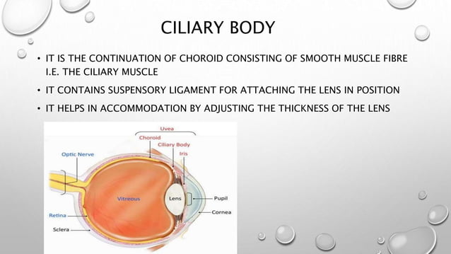 Anatomy of eye POWER POINT PRESENTATION | PPT