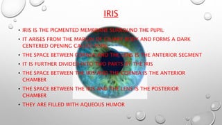 Anatomy of eye POWER POINT PRESENTATION | PPTX