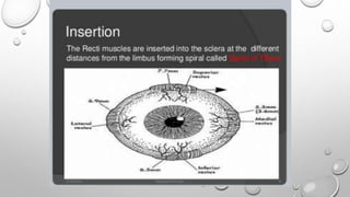 Anatomy of eye POWER POINT PRESENTATION | PPTX