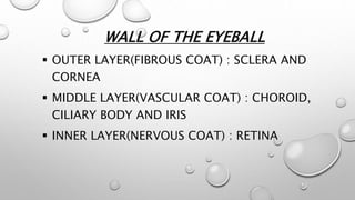 Anatomy of eye POWER POINT PRESENTATION | PPTX
