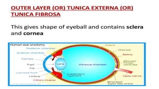 Anatomy Of Eye Power Point Presentation Pptx