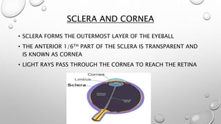 Anatomy of eye POWER POINT PRESENTATION | PPTX