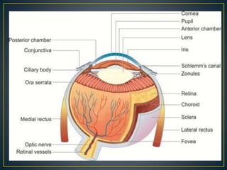 The Basic Anatomy of Eye and Eyeball | PPT