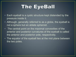 The Basic Anatomy of Eye and Eyeball | PPT