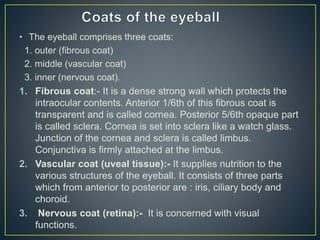 The Basic Anatomy of Eye and Eyeball | PPT