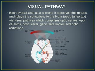 The Basic Anatomy of Eye and Eyeball | PPT