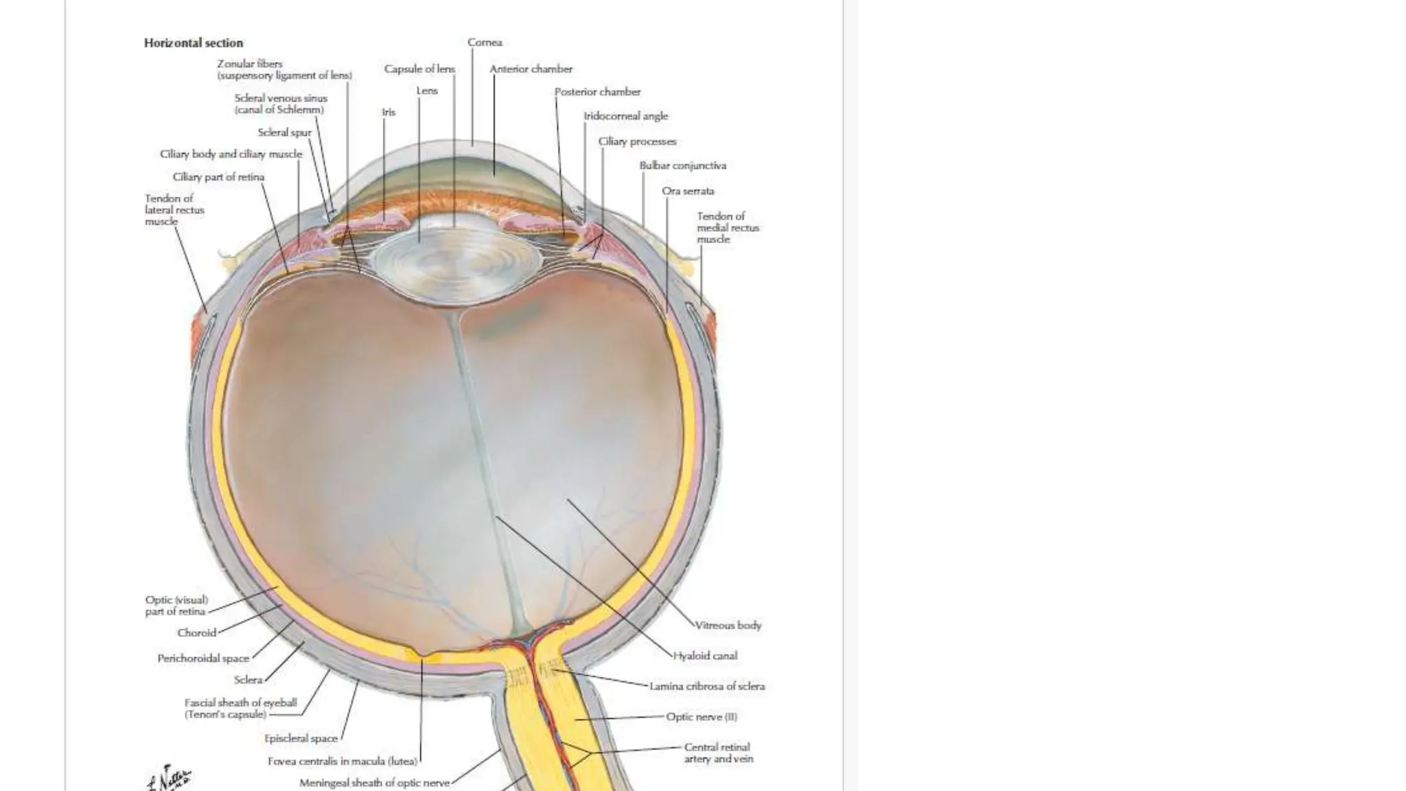 Anatomy OF EYE.pptx including details of chambers and pictures | PPTX