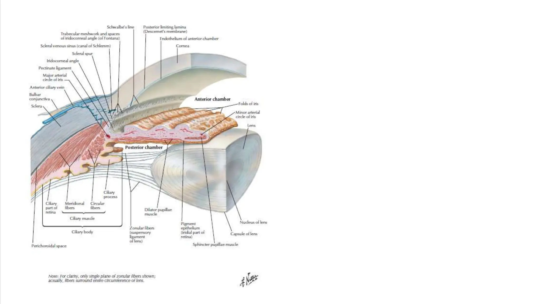 Anatomy OF EYE.pptx including details of chambers and pictures | PPTX