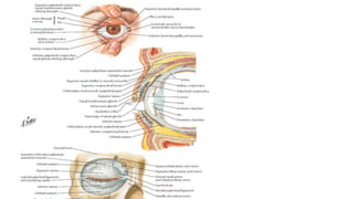 Anatomy OF EYE.pptx including details of chambers and pictures | PPTX