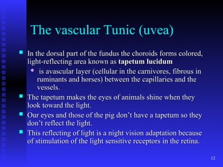 Anatomy of eye of veterinary animals pptx | PPT