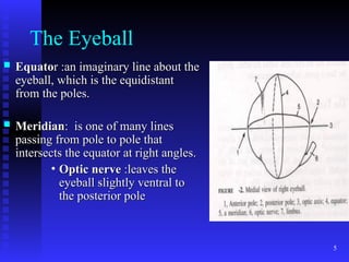 Anatomy of eye of veterinary animals pptx | PPT