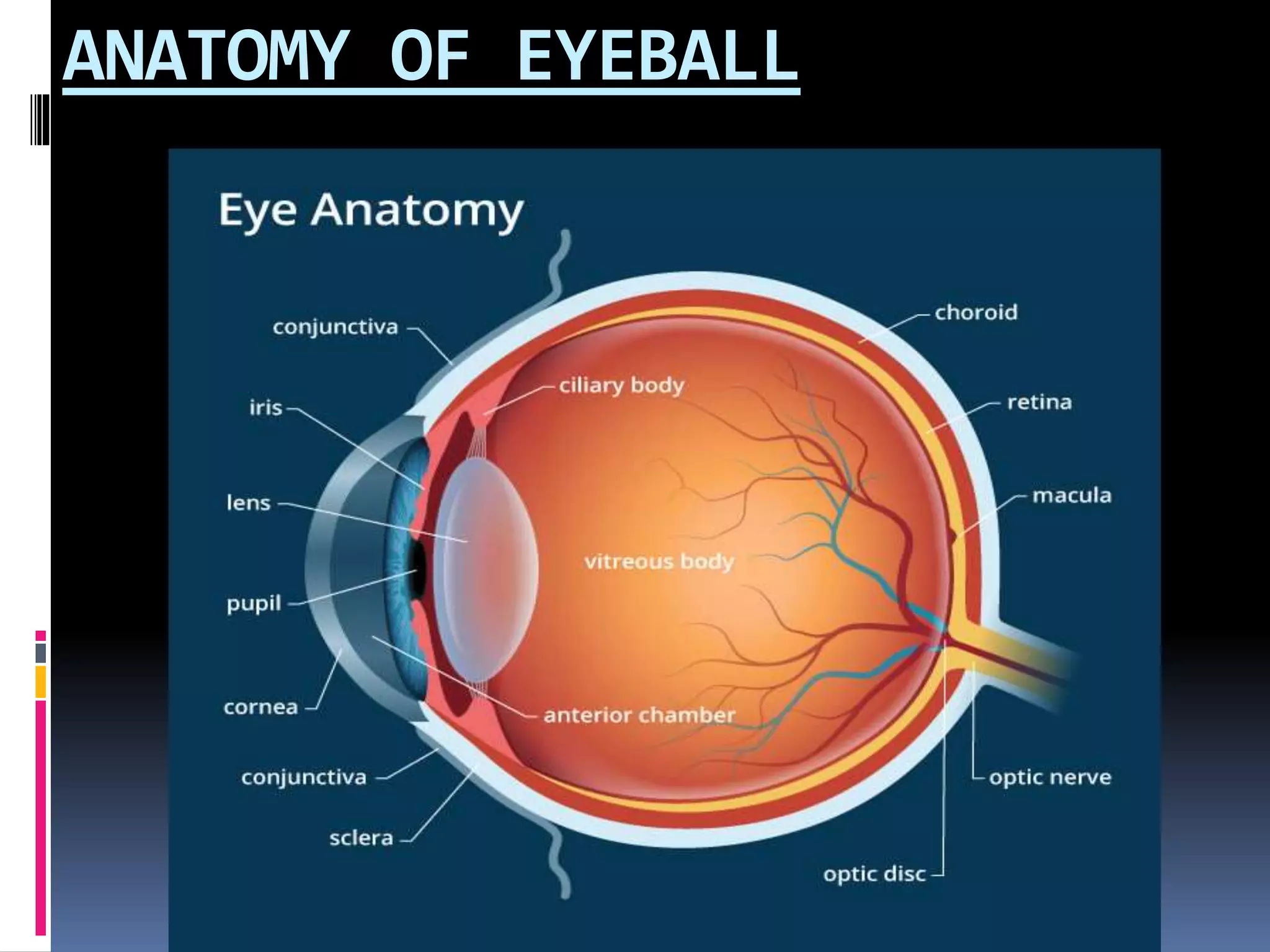 ANATOMY OF EYE - ophthalmology.pptx