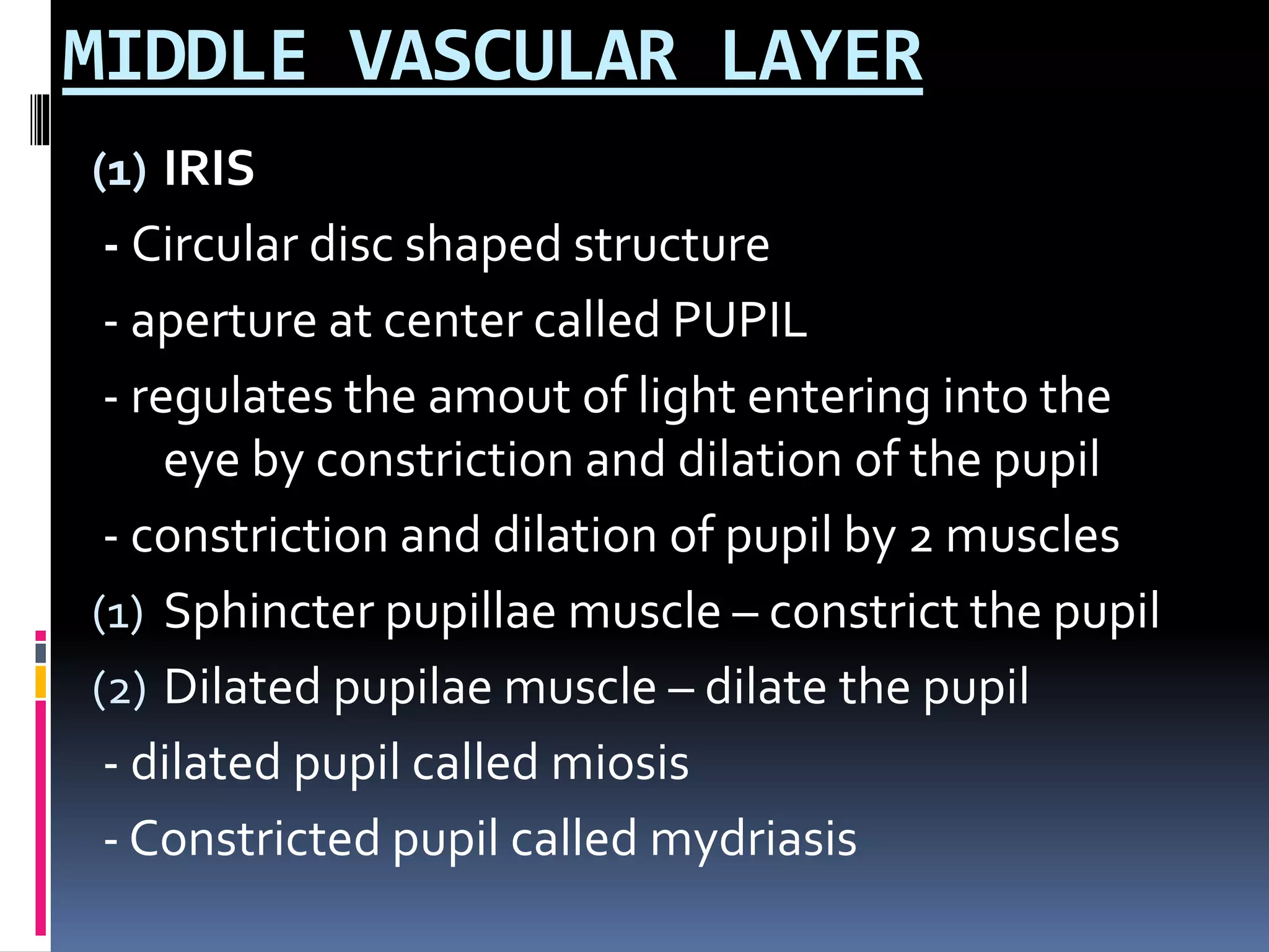 ANATOMY OF EYE - ophthalmology.pptx