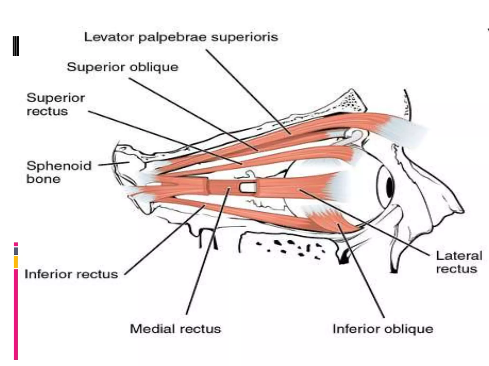 ANATOMY OF EYE - ophthalmology.pptx