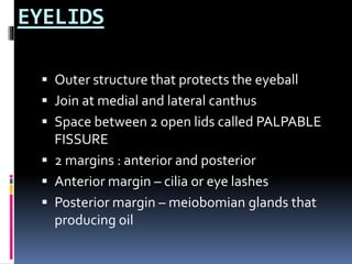 ANATOMY OF EYE - ophthalmology.pptx