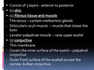 ANATOMY OF EYE - ophthalmology.pptx
