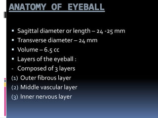 ANATOMY OF EYE - ophthalmology.pptx