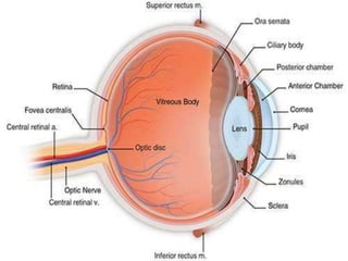 ANATOMY OF EYE - ophthalmology.pptx