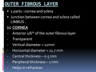 ANATOMY OF EYE - ophthalmology.pptx