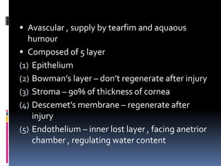 ANATOMY OF EYE - ophthalmology.pptx