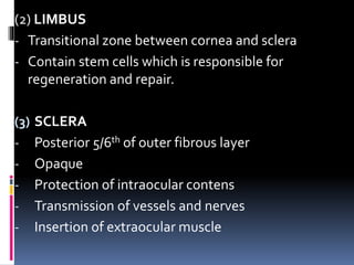 ANATOMY OF EYE - ophthalmology.pptx