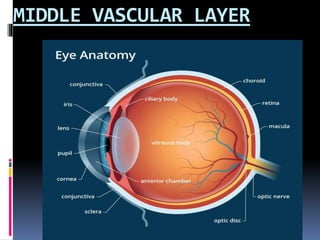 ANATOMY OF EYE - ophthalmology.pptx