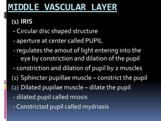 ANATOMY OF EYE - ophthalmology.pptx