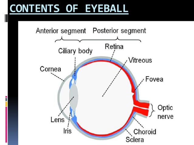 ANATOMY OF EYE - ophthalmology.pptx