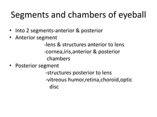 ANATOMY OF EYEBALL MBBS OPTHALMOLOGY CLASS | PPTX