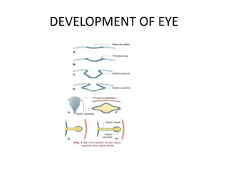 ANATOMY OF EYEBALL MBBS OPTHALMOLOGY CLASS | PPTX