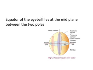 ANATOMY OF EYEBALL MBBS OPTHALMOLOGY CLASS | PPTX