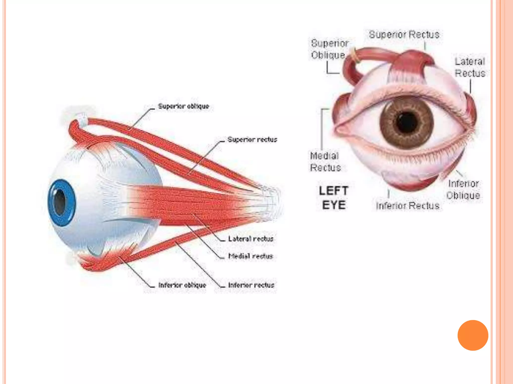 Anatomy of eyeball | PPTX