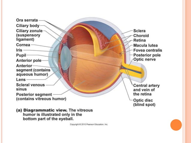 Anatomy of eyeball | PPTX