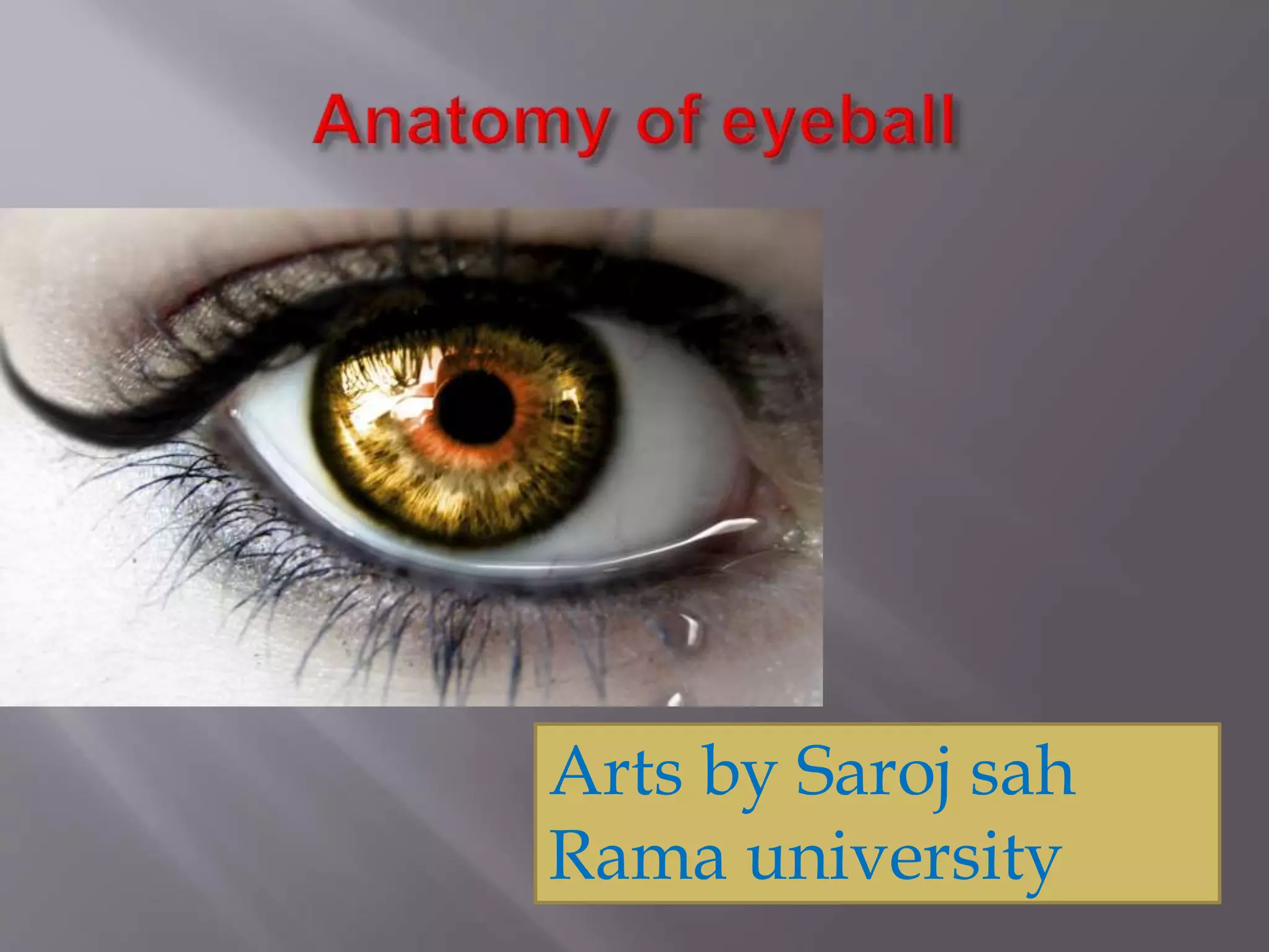 Anatomy of eyeball | PPTX