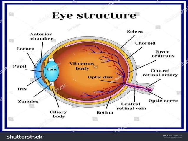 Anatomy of eyeball | PPTX | Eye and Vision Conditions | Diseases and ...