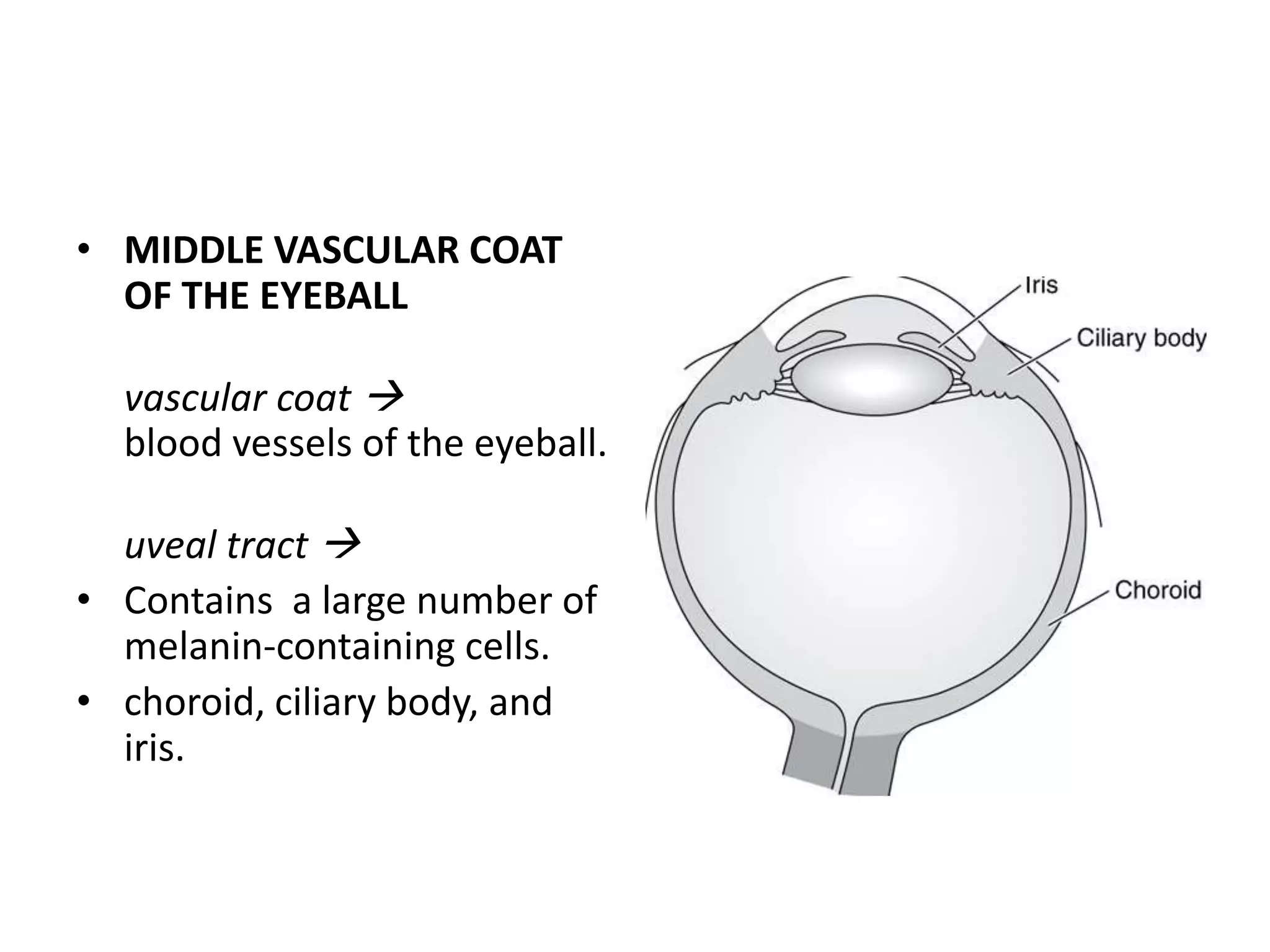 Anatomy of eyeball | PPTX