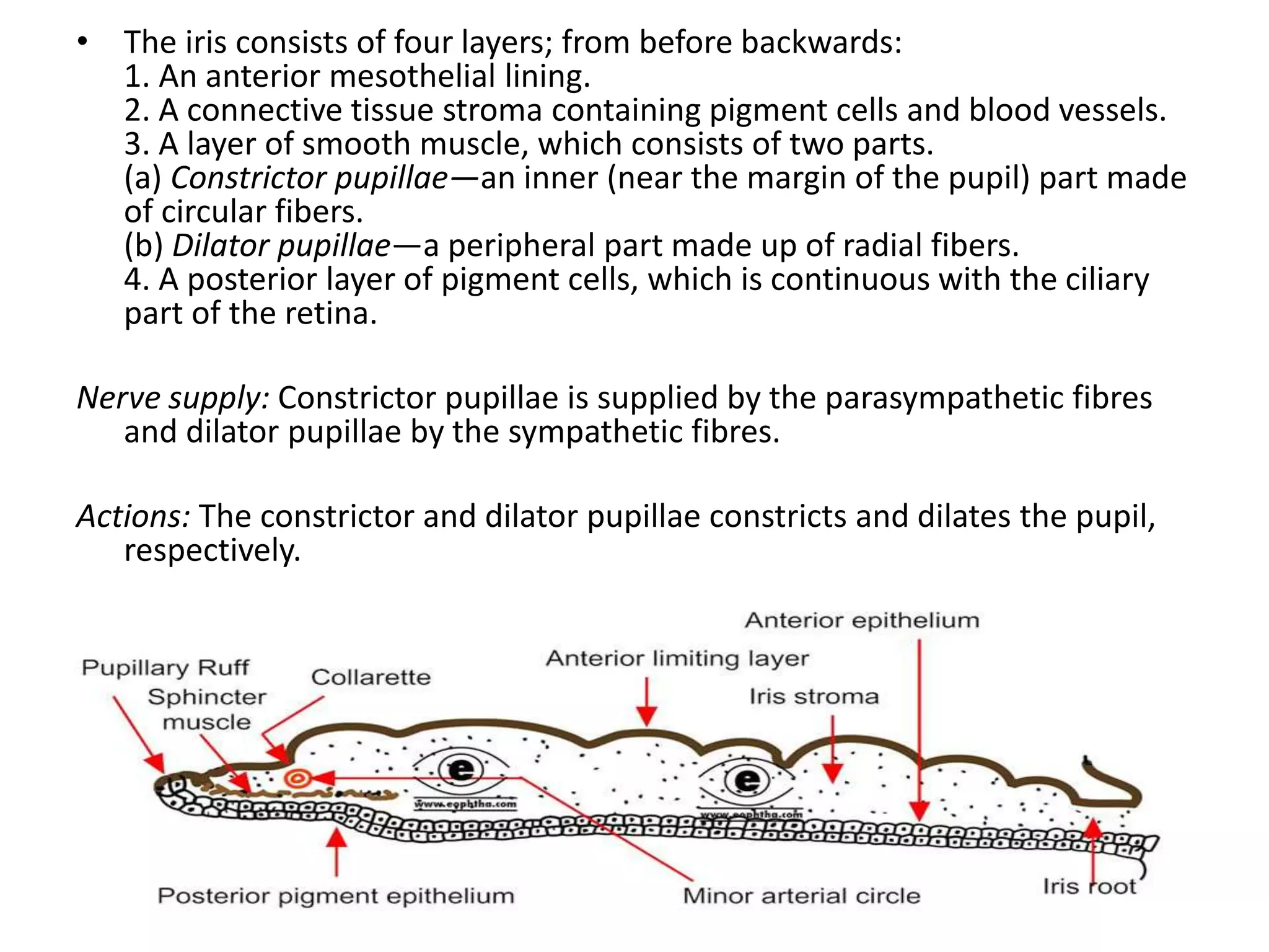 Anatomy of eyeball | PPTX
