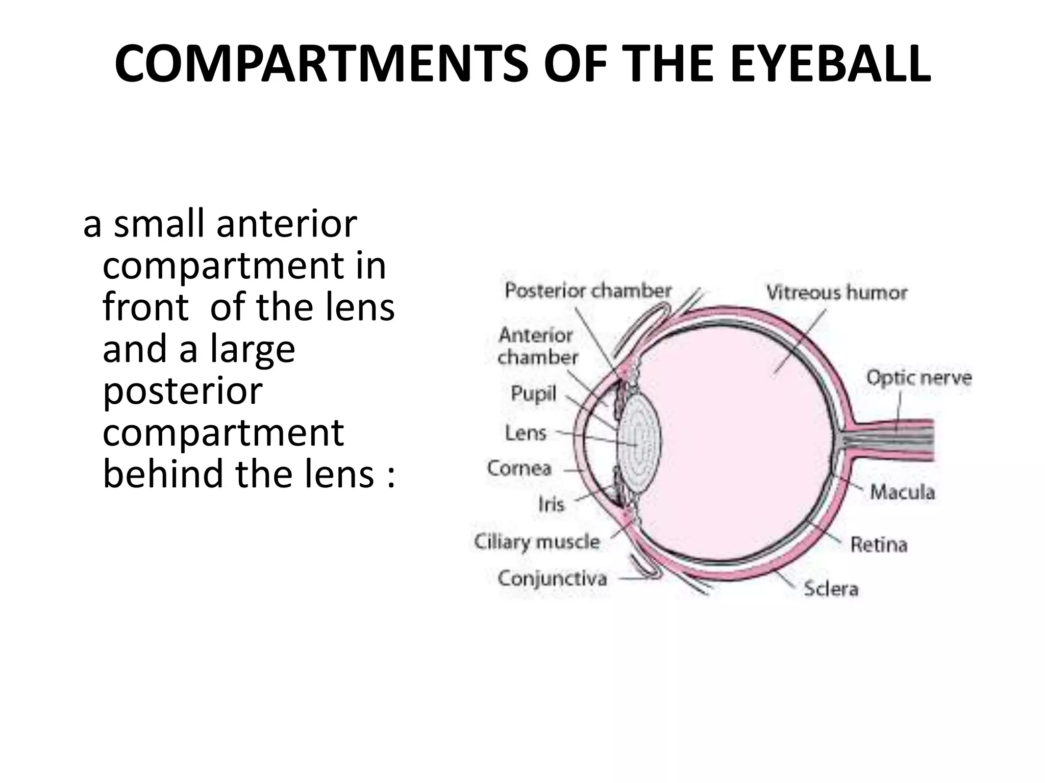Anatomy of eyeball | PPTX | Eye and Vision Conditions | Diseases and ...