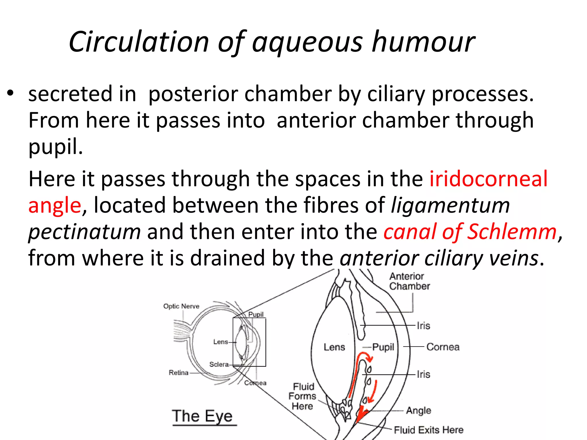 Anatomy of eyeball | PPTX | Eye and Vision Conditions | Diseases and ...