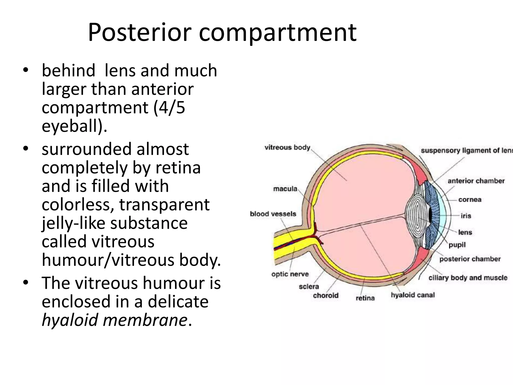 Anatomy of eyeball | PPTX