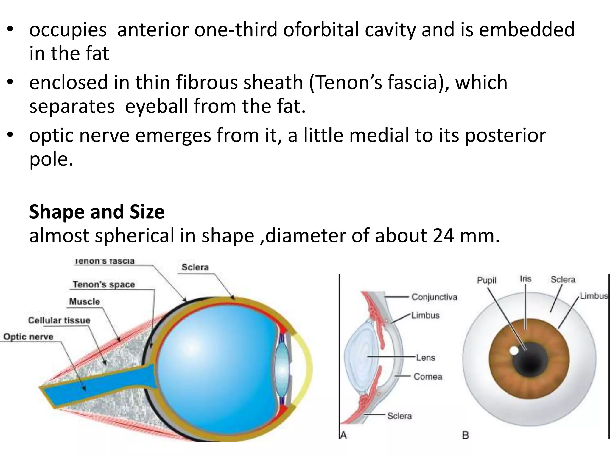 Anatomy of eyeball | PPTX | Eye and Vision Conditions | Diseases and ...