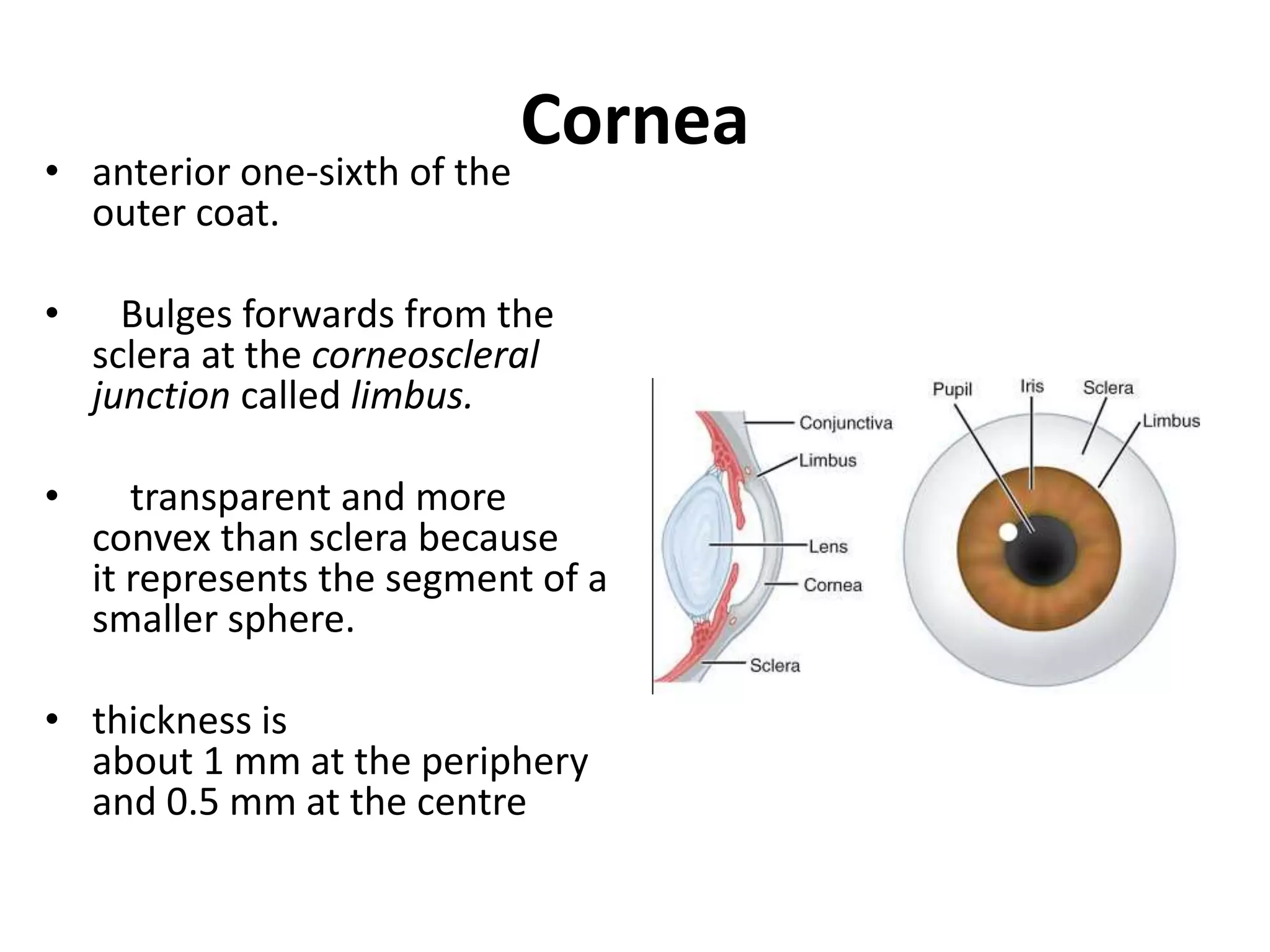 Anatomy of eyeball | PPTX