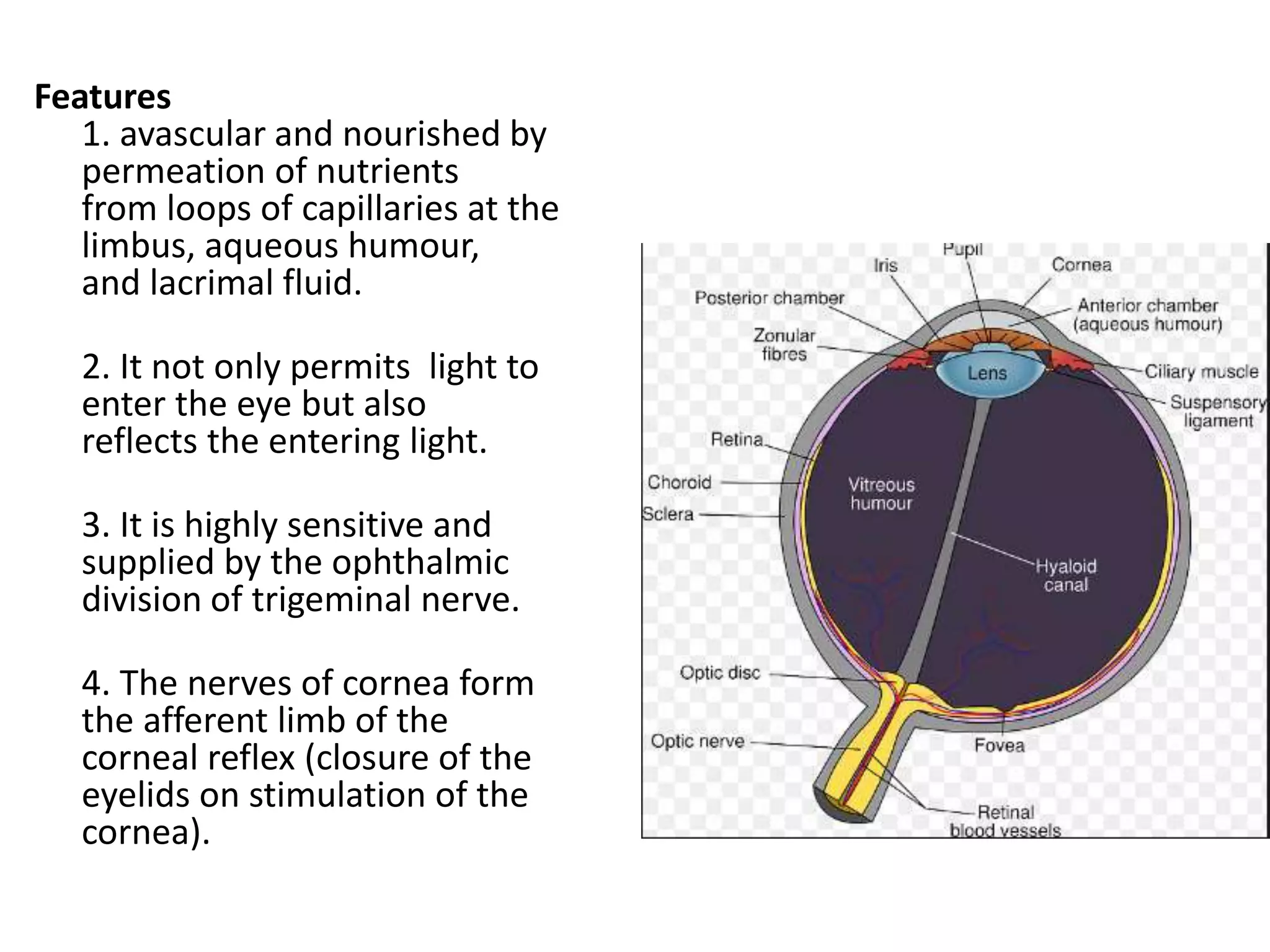 Anatomy of eyeball | PPTX | Eye and Vision Conditions | Diseases and ...