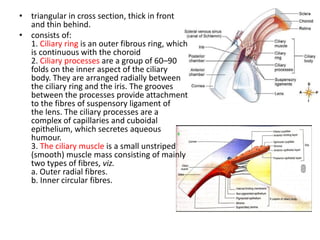 Anatomy of eyeball | PPTX | Eye and Vision Conditions | Diseases and ...