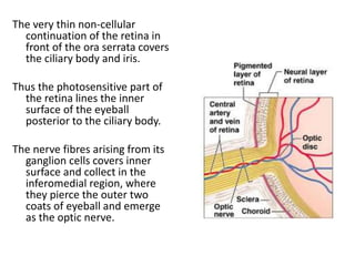 Anatomy of eyeball | PPTX