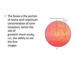 Anatomy of eyeball | PPTX | Eye and Vision Conditions | Diseases and ...