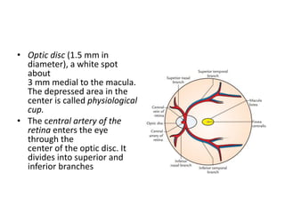 Anatomy of eyeball | PPTX