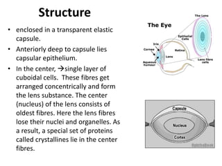 Anatomy of eyeball | PPTX