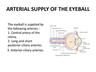 Anatomy of eyeball | PPTX