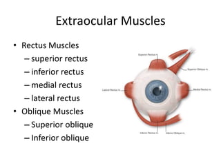 Anatomy of eyeball | PPTX | Eye and Vision Conditions | Diseases and ...